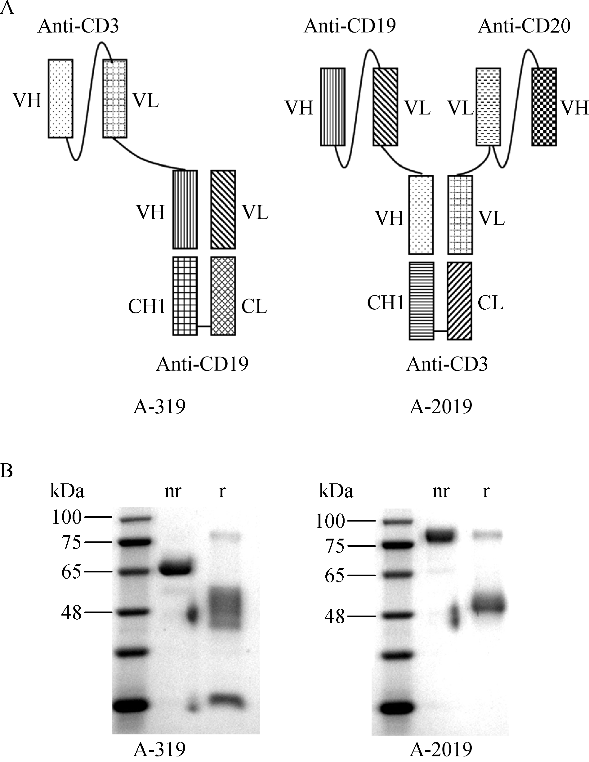 Preclinical characterization and comparison between CD3/CD19 bispecific and novel CD3/CD19/CD20 ...